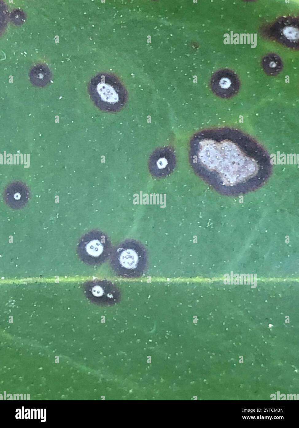 Ramularia hi-res stock photography and images - Alamy