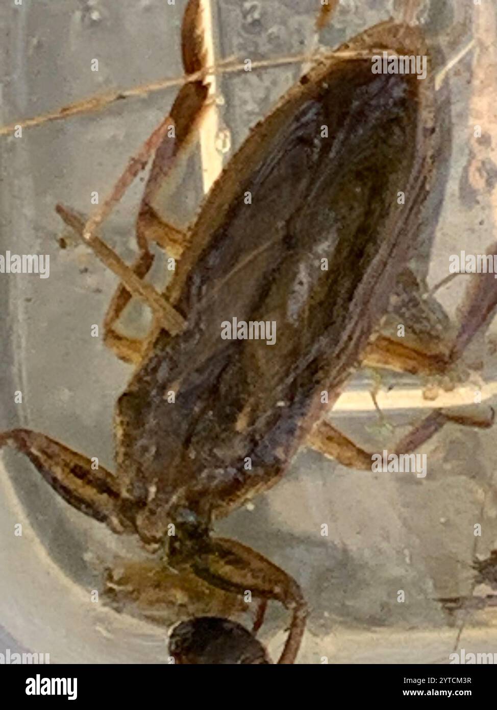 American Giant Water Bug (Lethocerus americanus Stock Photo - Alamy