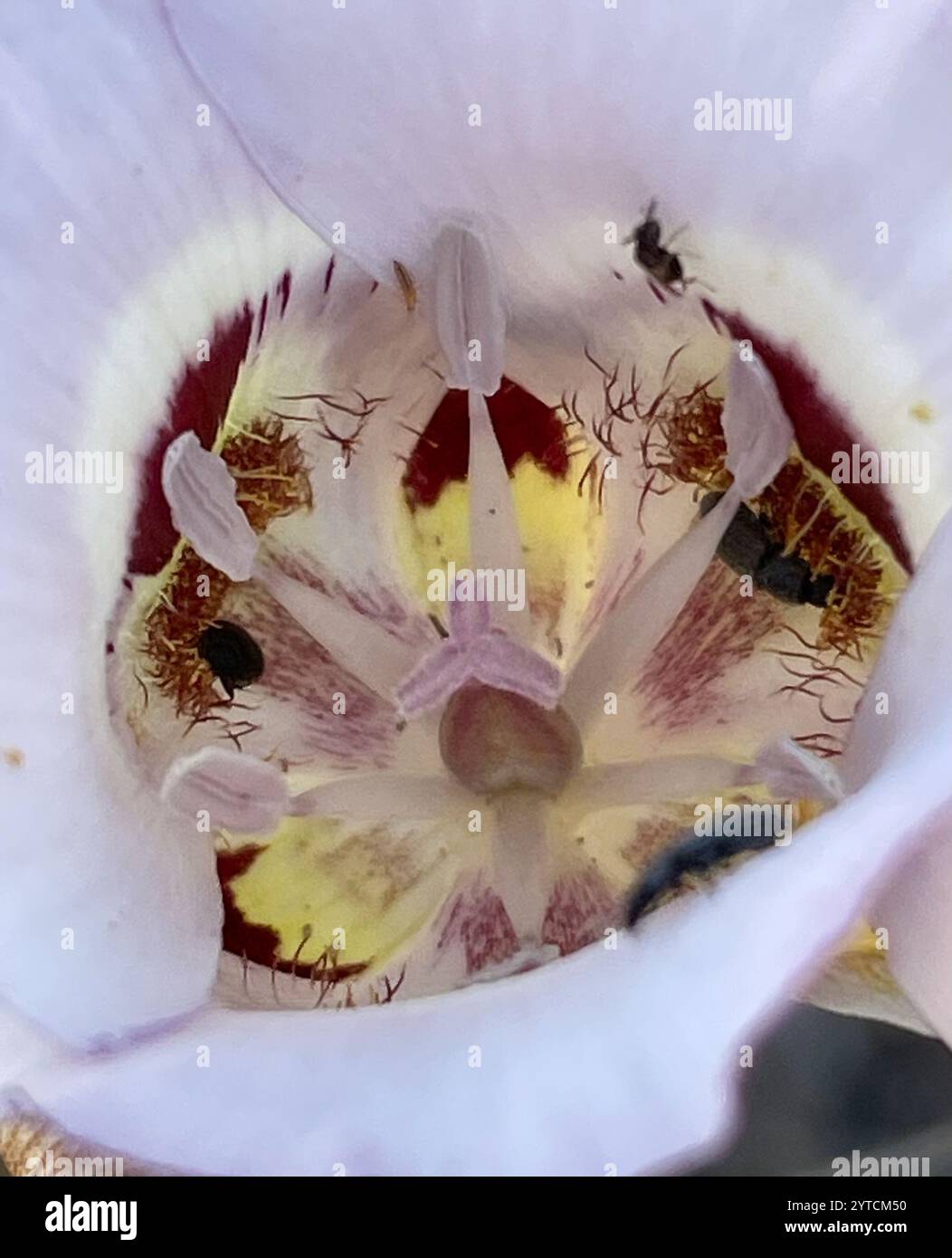 clay mariposa lily (Calochortus argillosus Stock Photo - Alamy