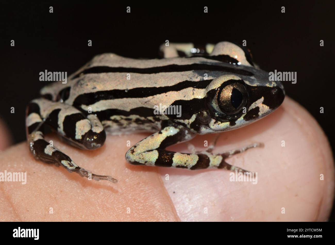 Kassina senegalensis hi-res stock photography and images - Alamy