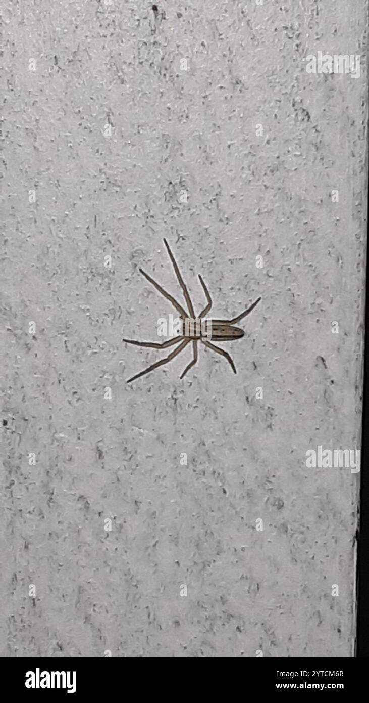 Slender crab spiders hi-res stock photography and images - Alamy