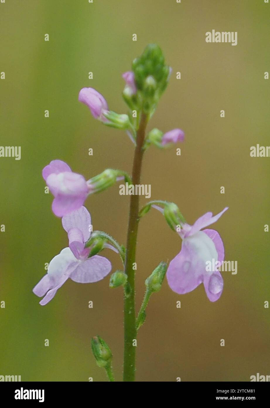 blue toadflax (Nuttallanthus canadensis Stock Photo - Alamy