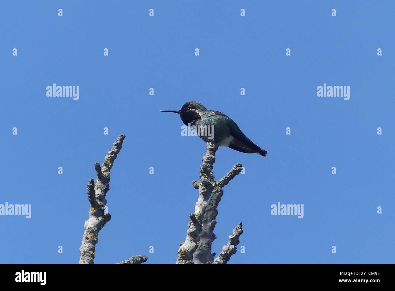 Anna's Hummingbird (Calypte anna Stock Photo - Alamy