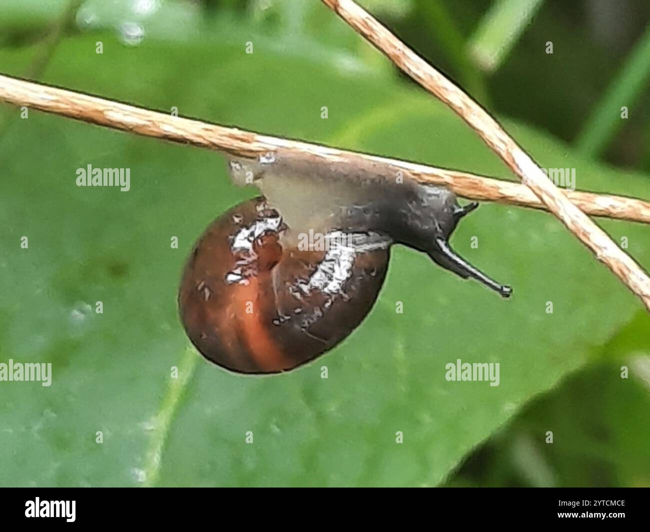 Black Gloss Snail (Zonitoides nitidus Stock Photo - Alamy