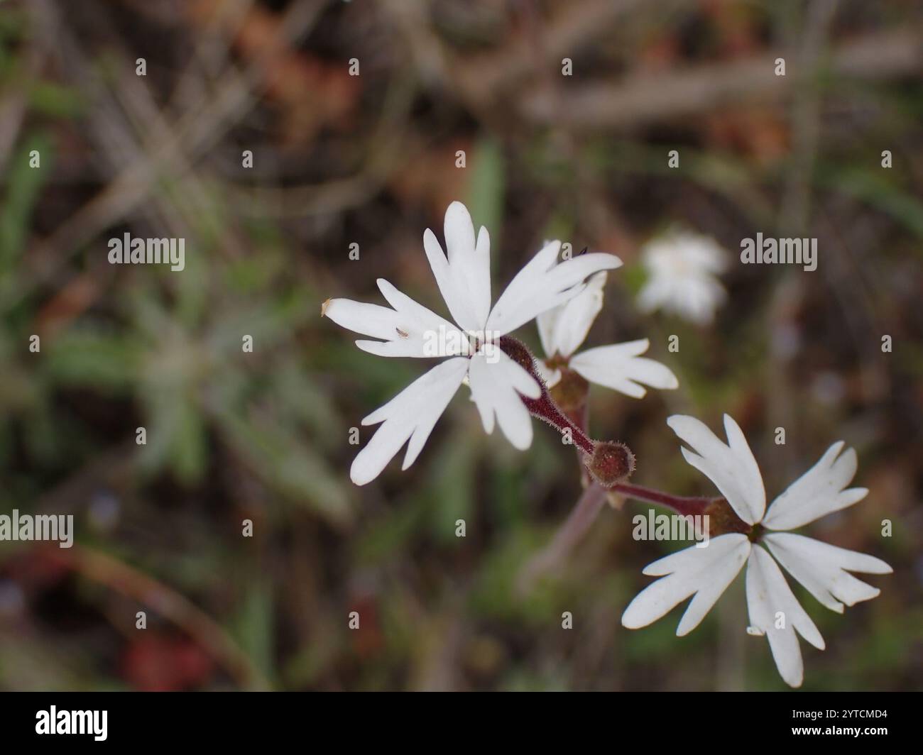 smallflower woodland star (Lithophragma parviflorum Stock Photo - Alamy