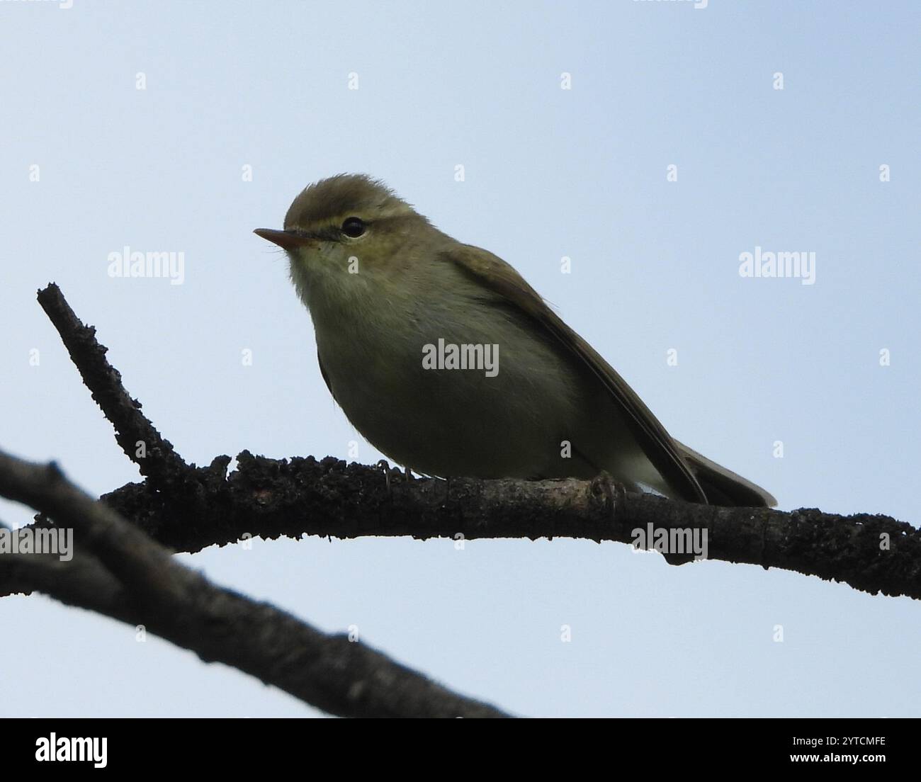 Greenish Warbler (Phylloscopus trochiloides Stock Photo - Alamy