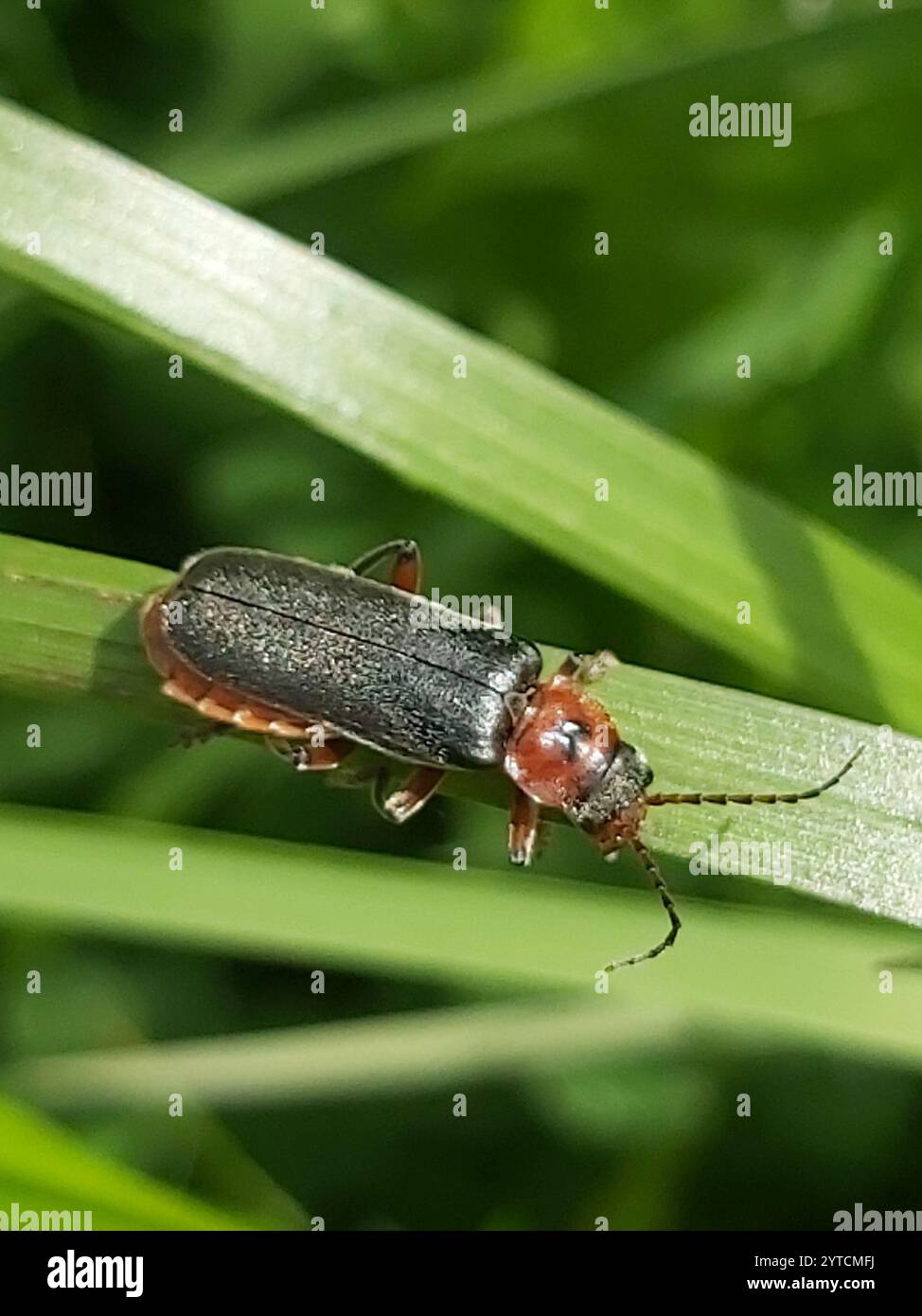 Rustic Sailor Beetle (Cantharis rustica Stock Photo - Alamy