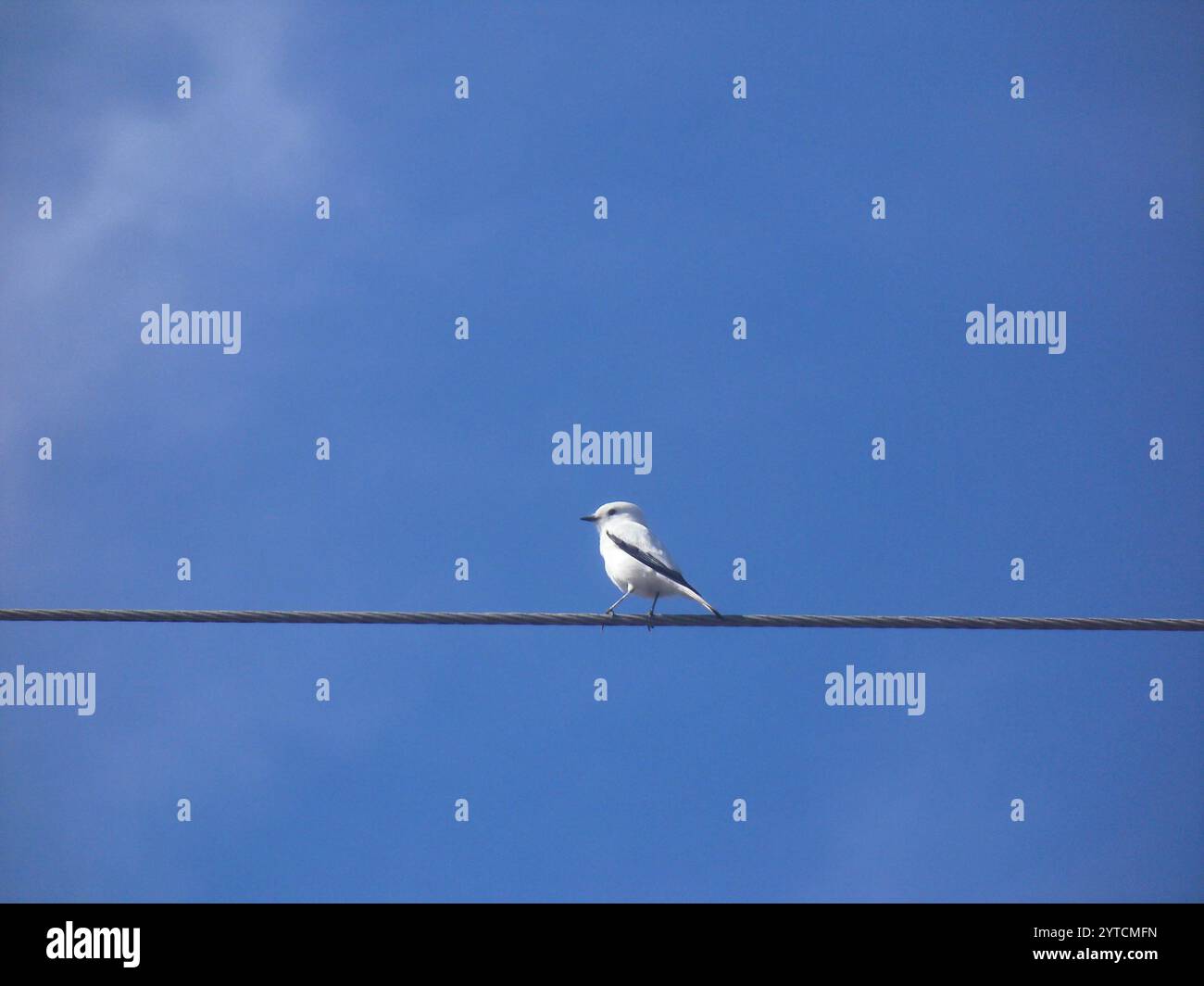 White Monjita (Xolmis irupero Stock Photo - Alamy