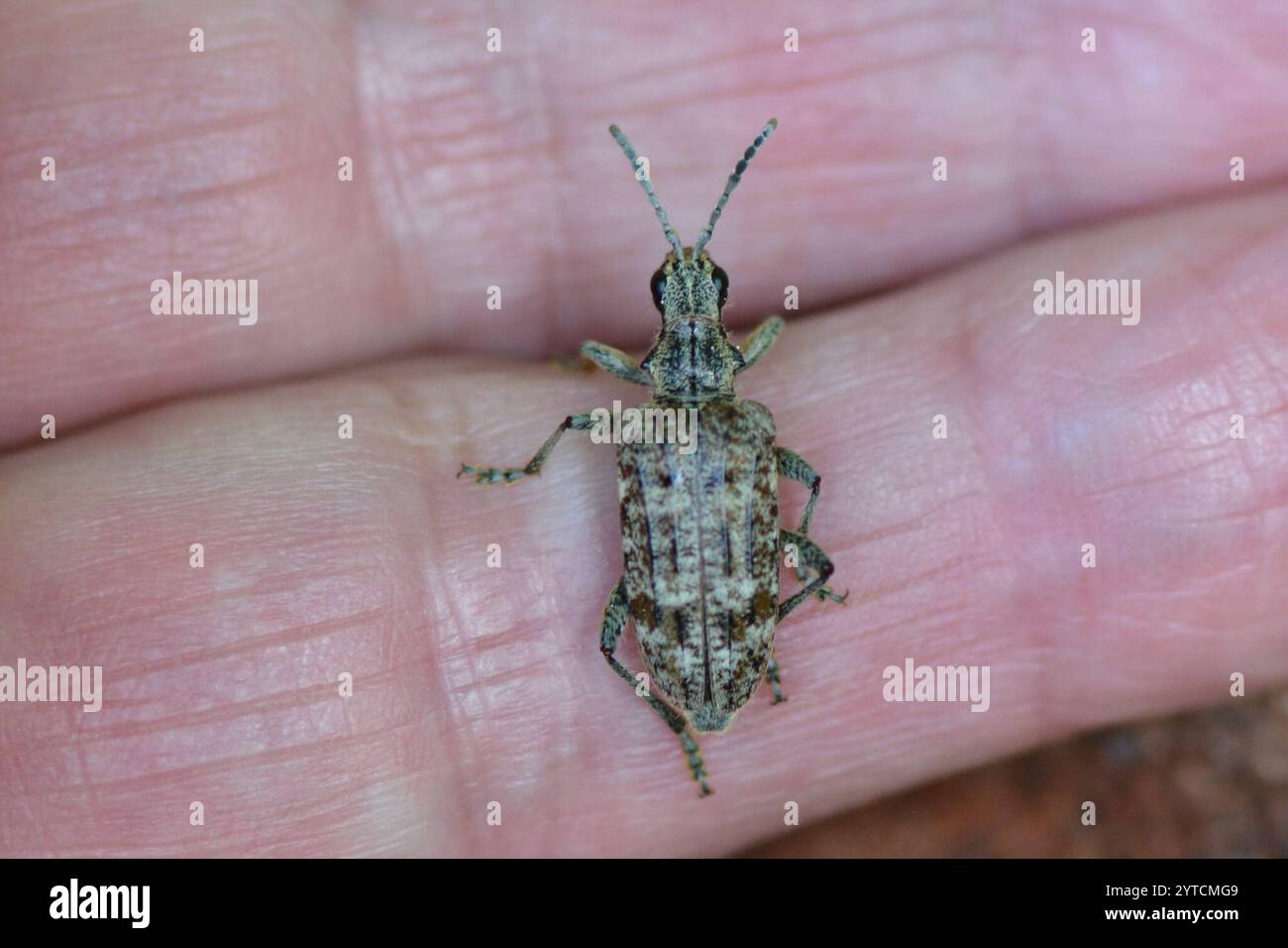 Ribbed Pine Borer (Rhagium inquisitor Stock Photo - Alamy