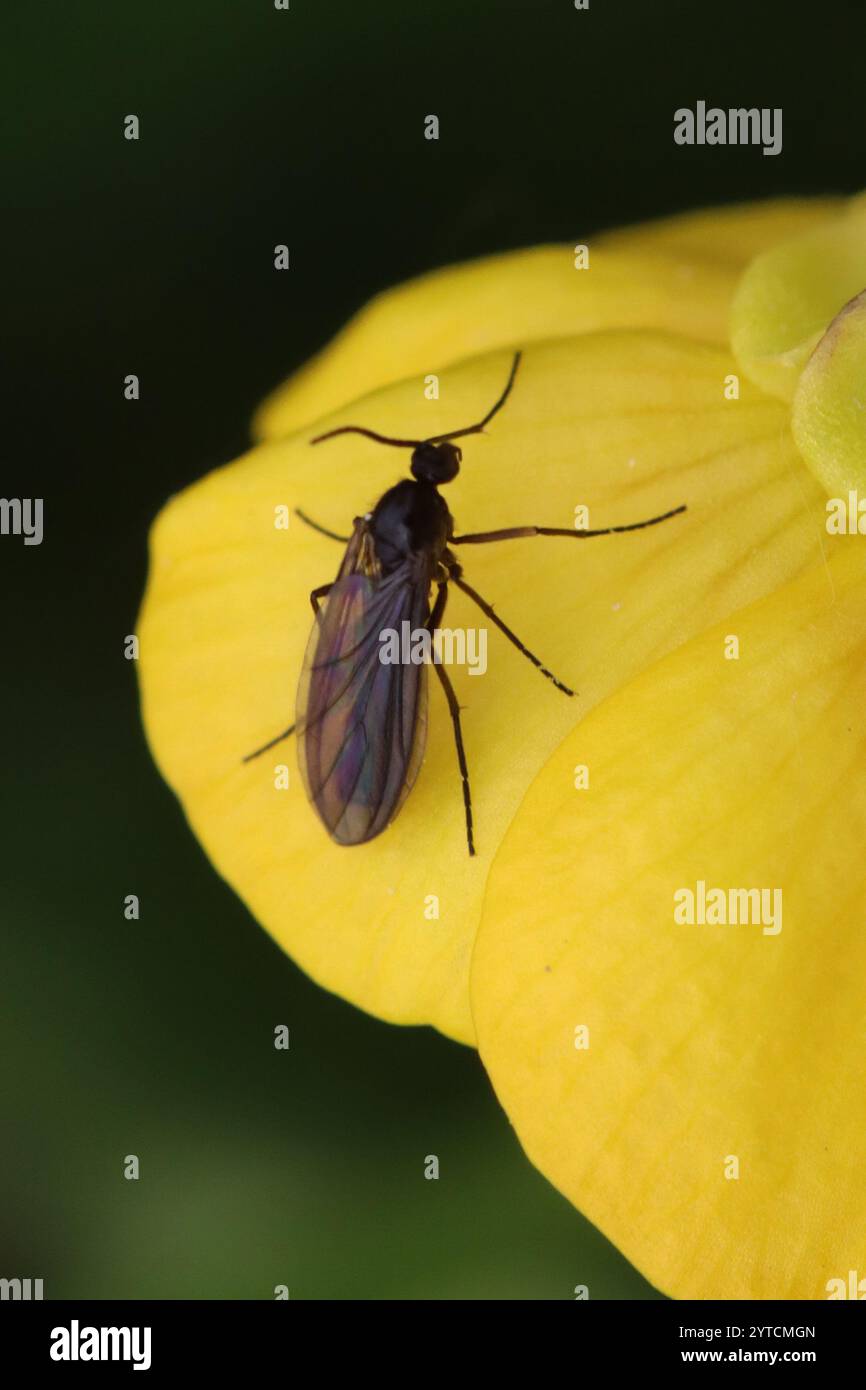 Fungus Gnats and Gall Midges (Sciaroidea Stock Photo - Alamy