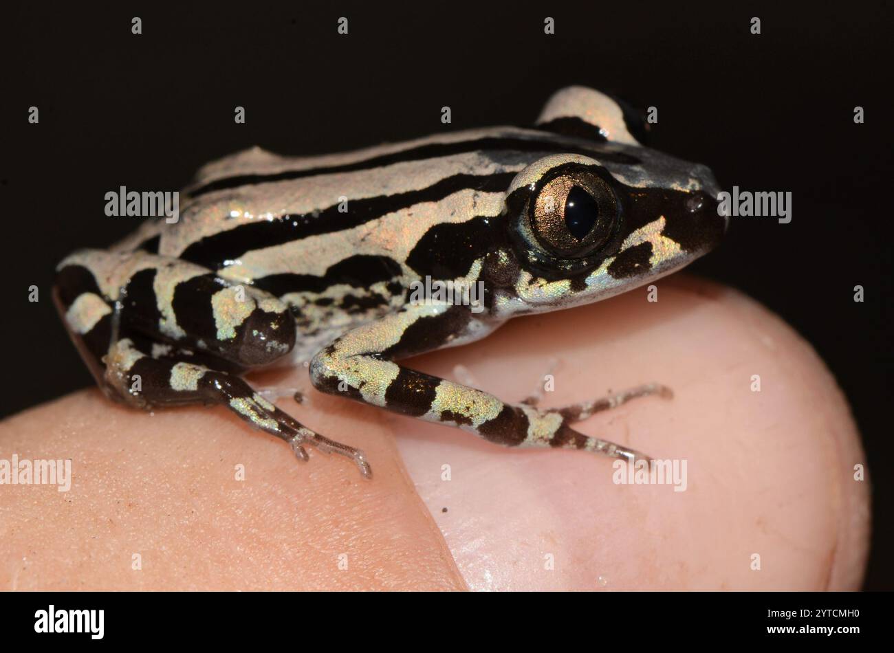 Kassina senegalensis hi-res stock photography and images - Alamy