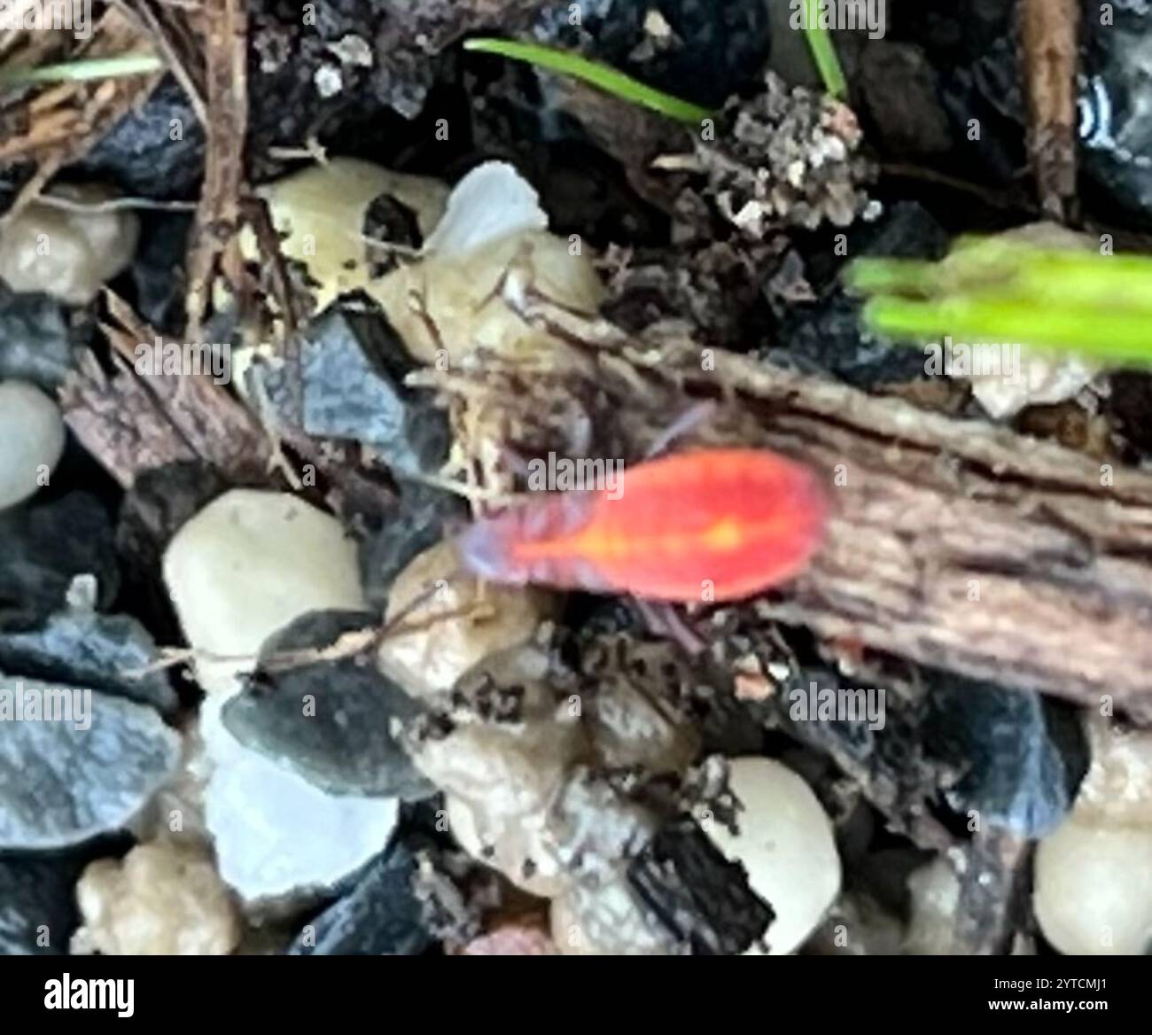 Eastern Boxelder Bug (Boisea trivittata Stock Photo - Alamy