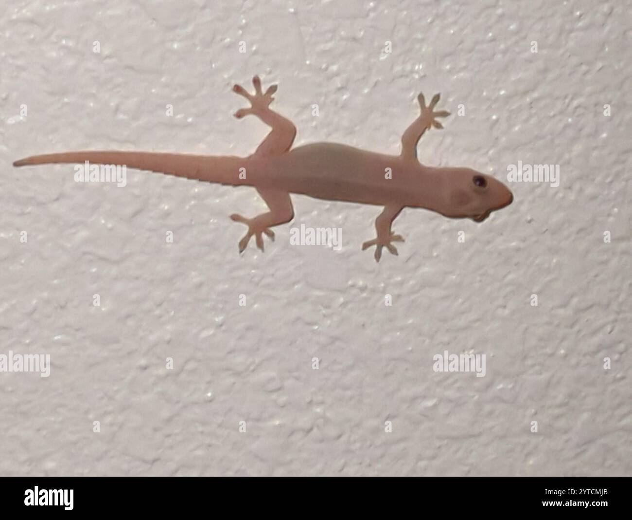 House Geckos (Hemidactylus Stock Photo - Alamy