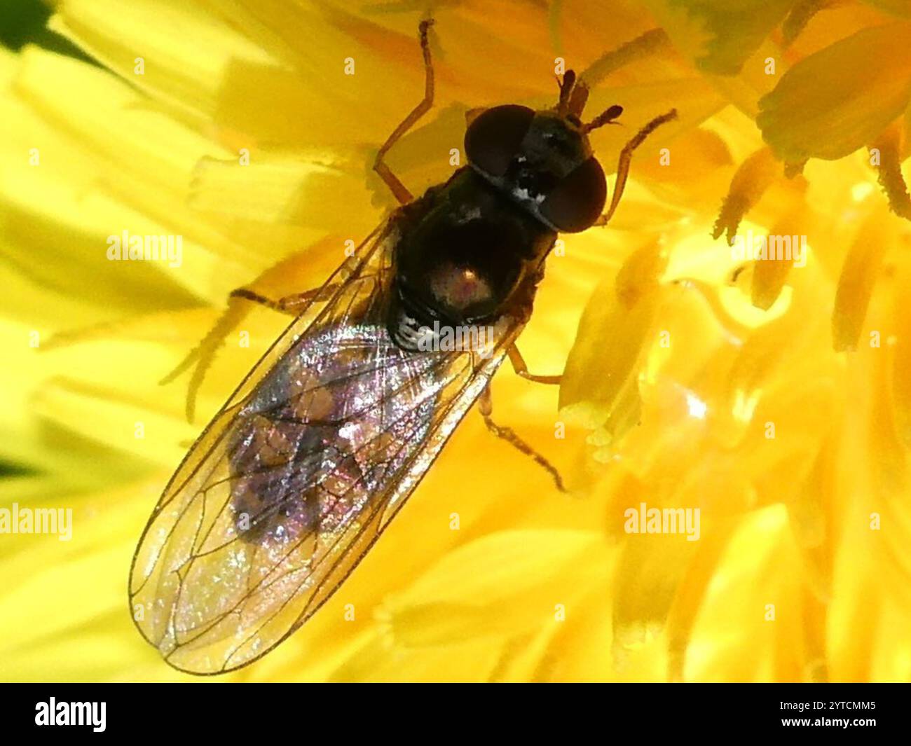 Variable Duskyface Fly (Melanostoma mellinum Stock Photo - Alamy