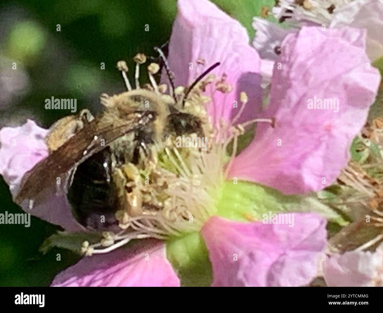 Mining Bees (Andrena Stock Photo - Alamy