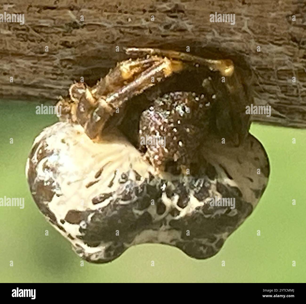 Southern Bolas Spider (Mastophora cornigera Stock Photo - Alamy