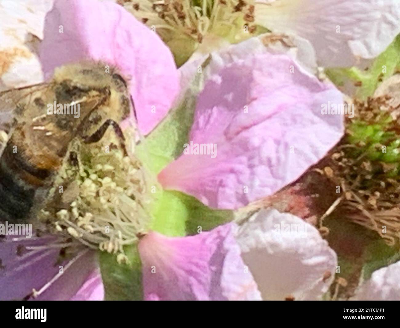 Western Honey Bee (Apis mellifera Stock Photo - Alamy