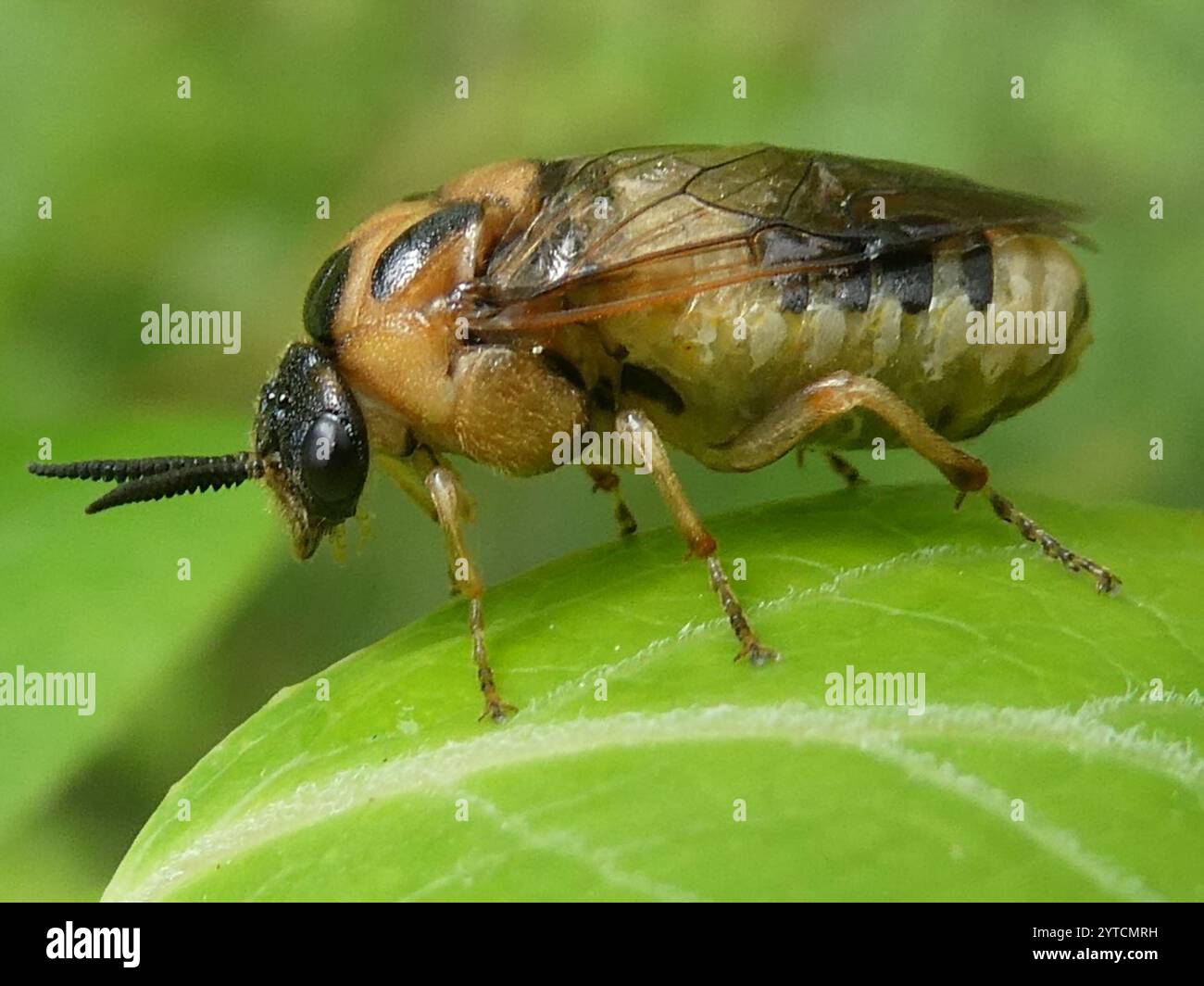 Conifer Sawflies (Diprionidae Stock Photo - Alamy