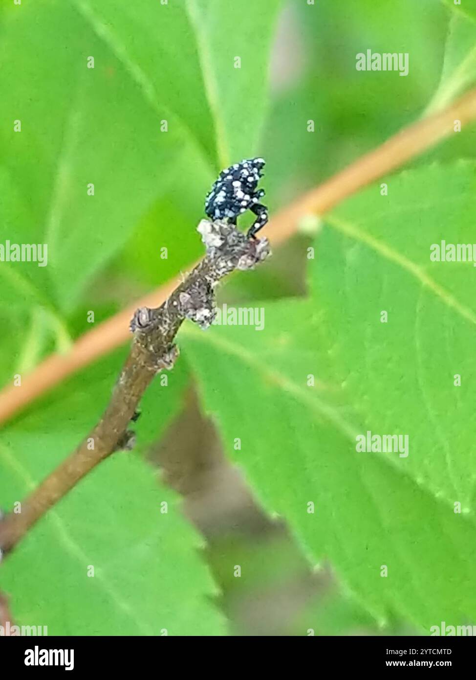 Spotted Lanternfly (Lycorma delicatula Stock Photo - Alamy