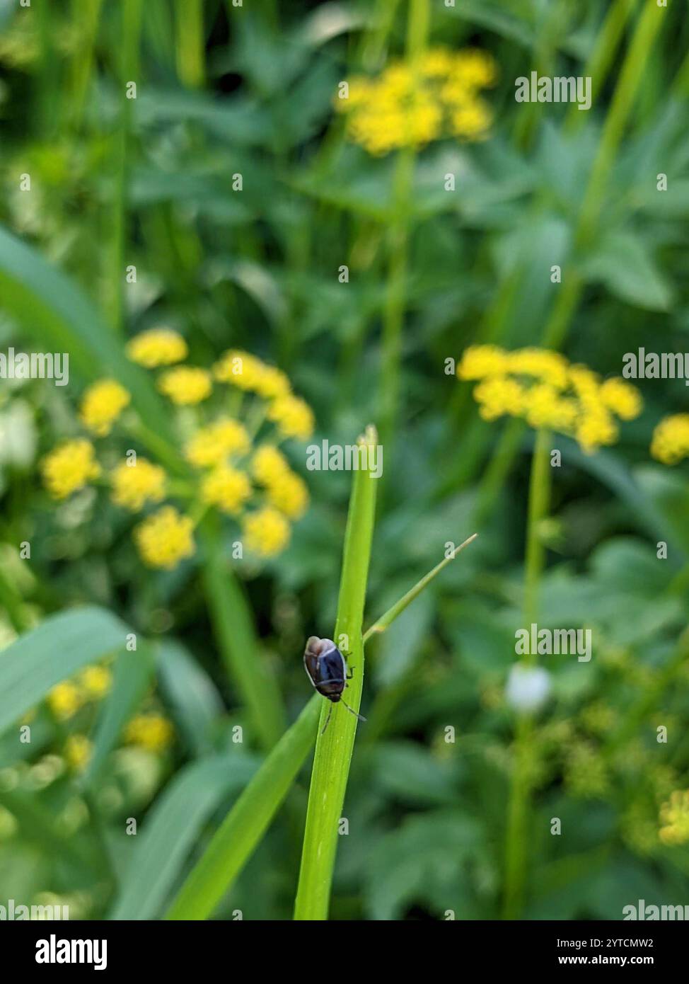 White-margined Burrower Bug (Sehirus cinctus Stock Photo - Alamy
