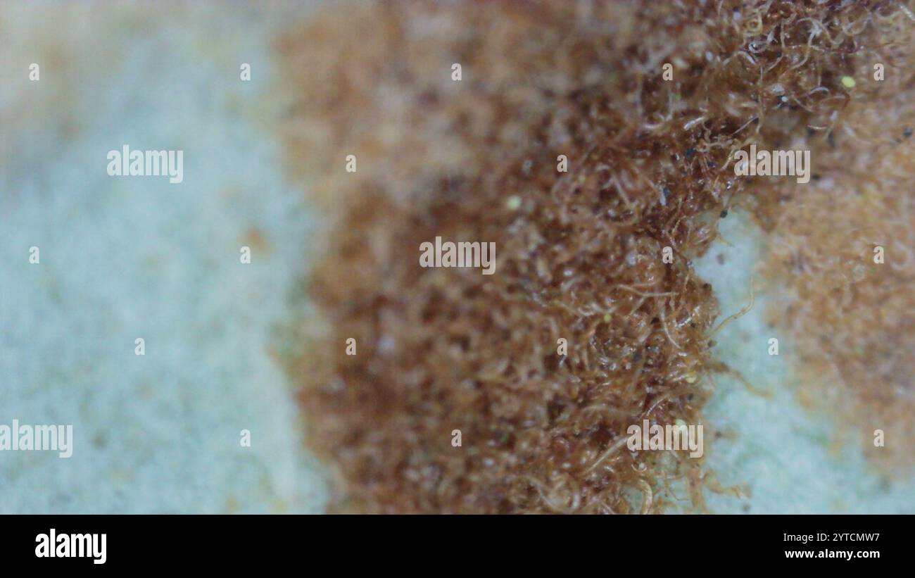 Holm Oak Felt Gall Mite (Aceria ilicis Stock Photo - Alamy