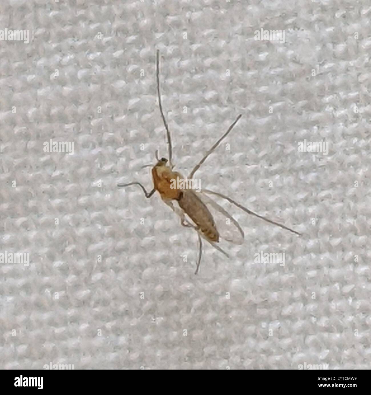 Non-biting Midges (Chironomidae Stock Photo - Alamy
