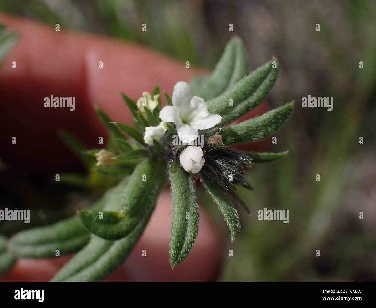 corn gromwell (Buglossoides arvensis Stock Photo - Alamy