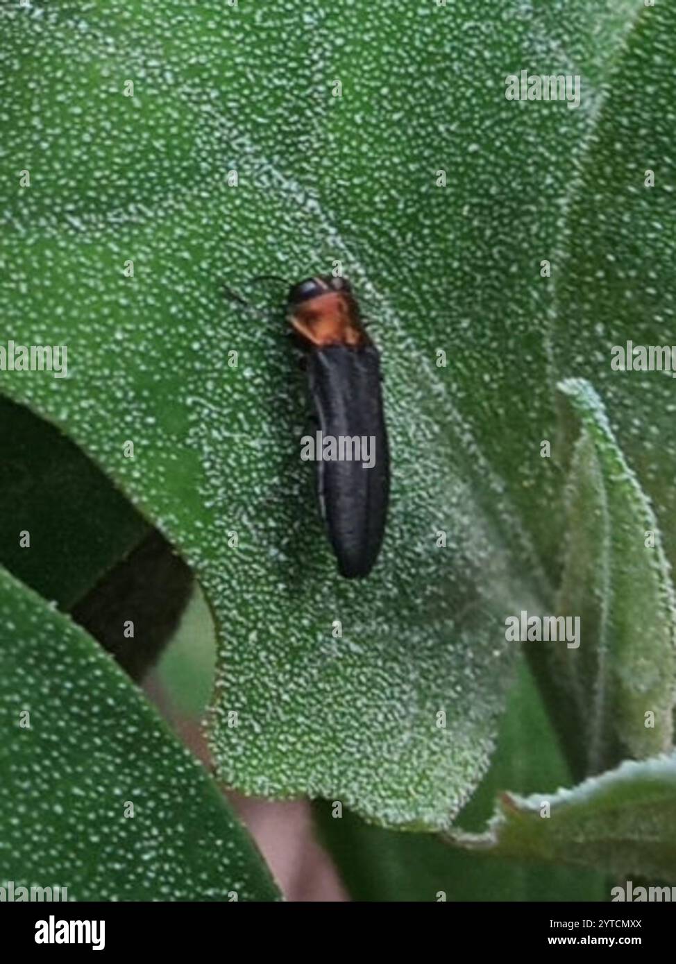 Red-necked Cane Borer Beetle (Agrilus ruficollis Stock Photo - Alamy