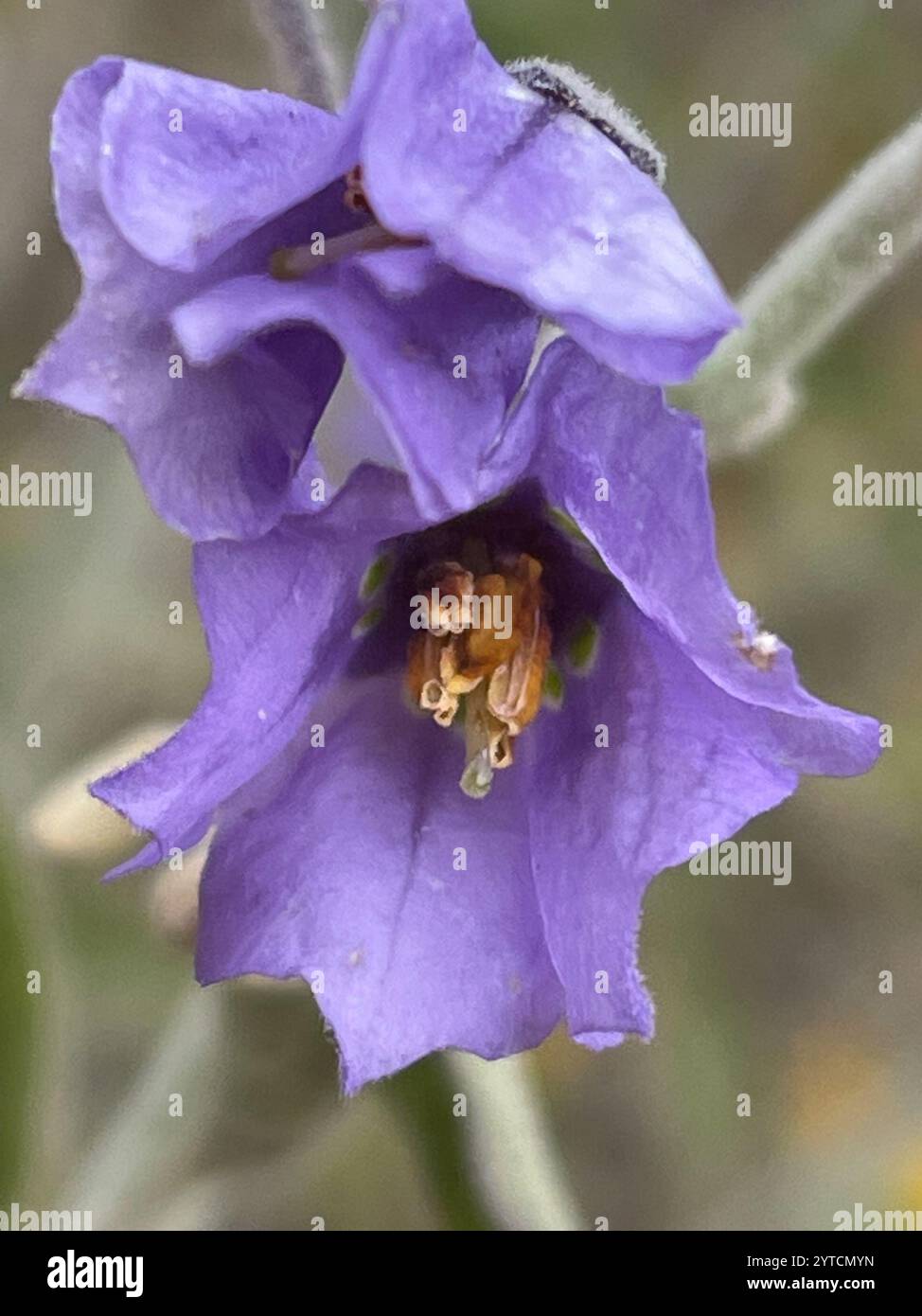 bluewitch nightshade (Solanum umbelliferum Stock Photo - Alamy