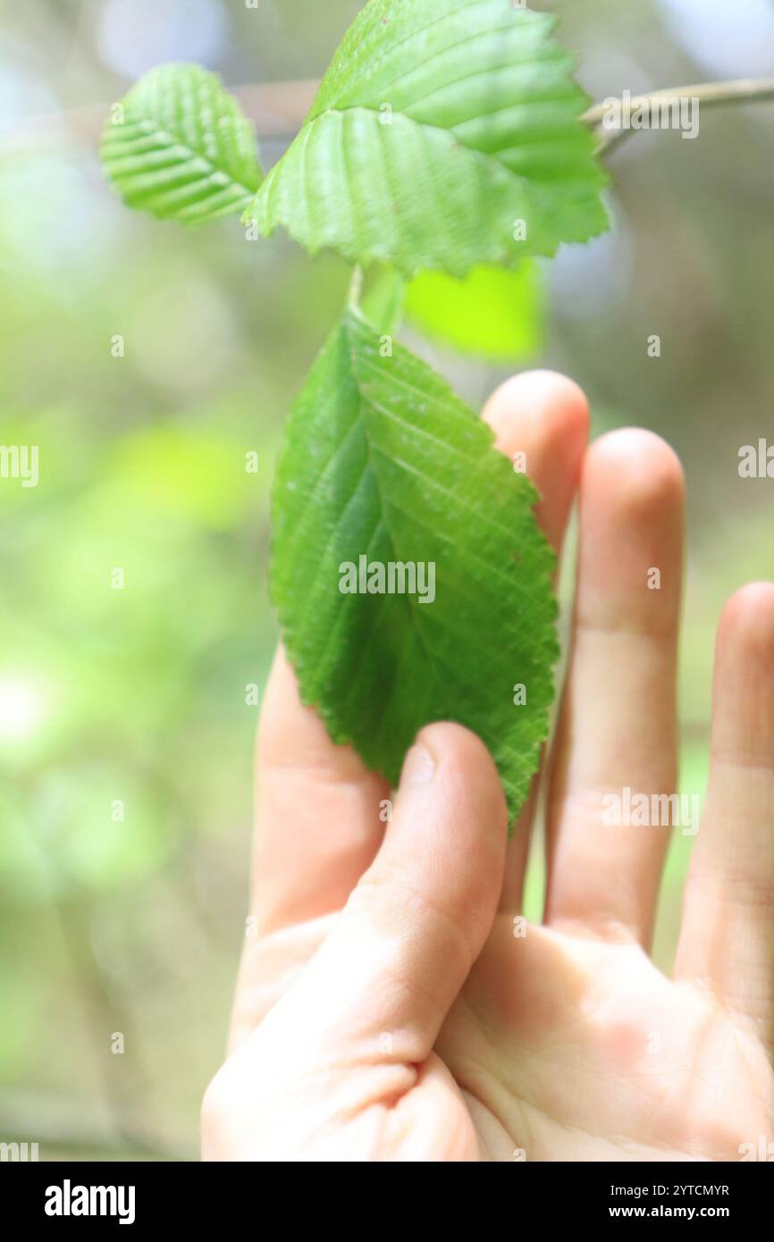 Red Alder (Alnus rubra Stock Photo - Alamy