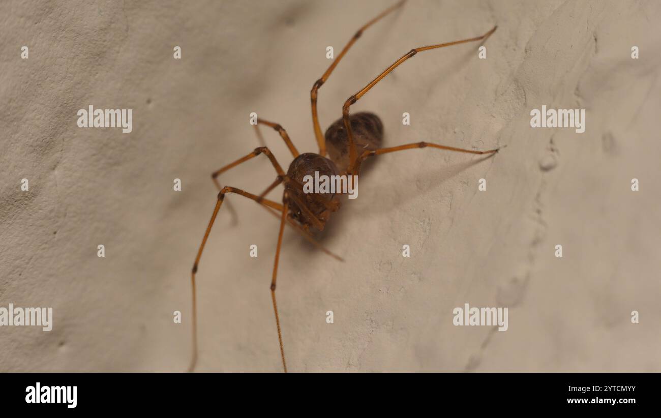 Univittata hi-res stock photography and images - Alamy