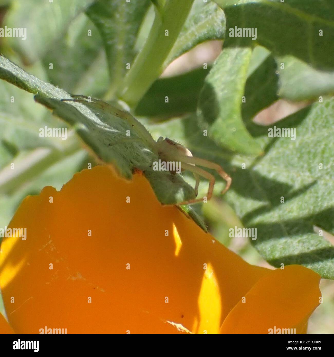 Crab Spiders (Thomisidae Stock Photo - Alamy
