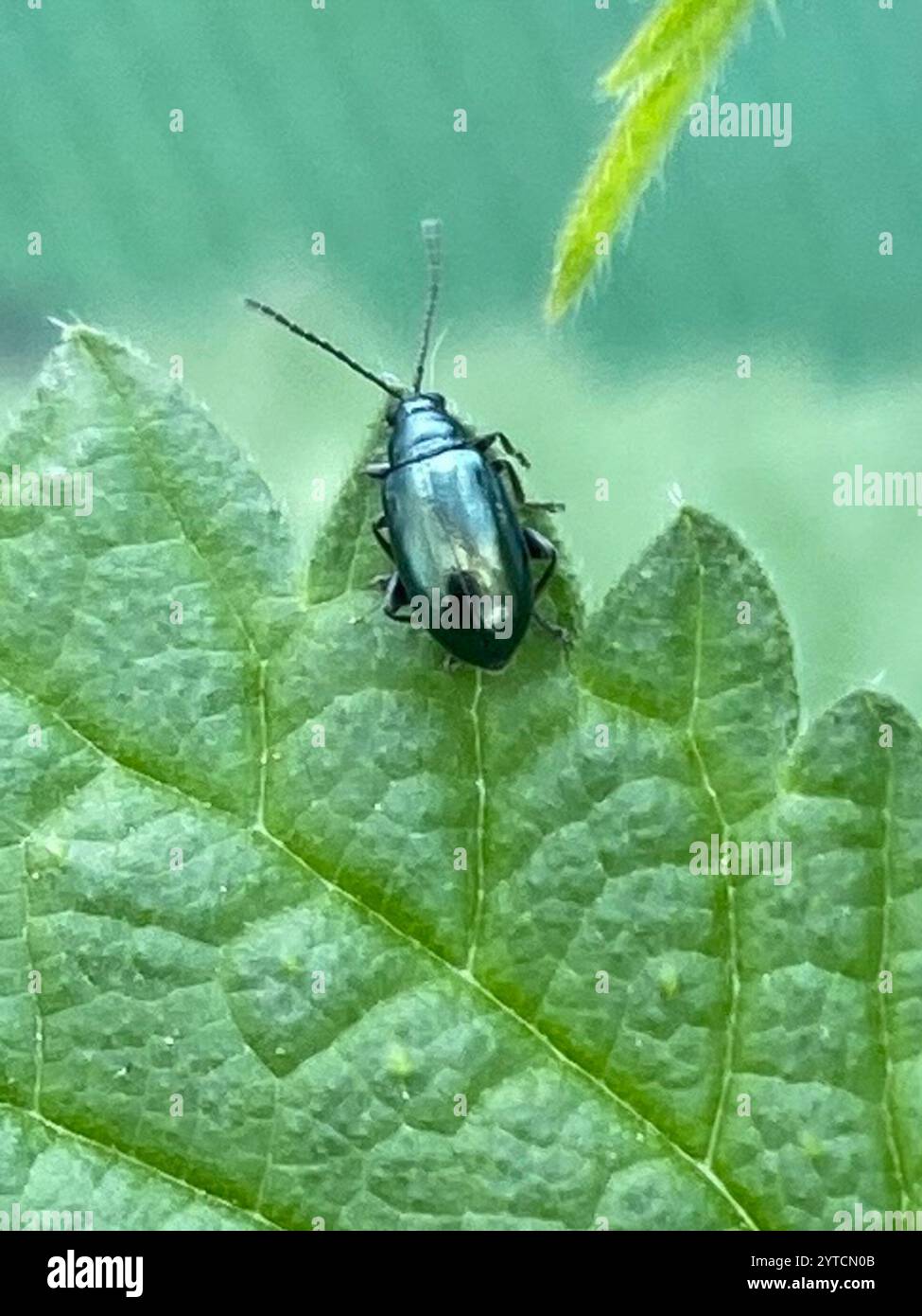 Flea Beetles (Alticini Stock Photo - Alamy