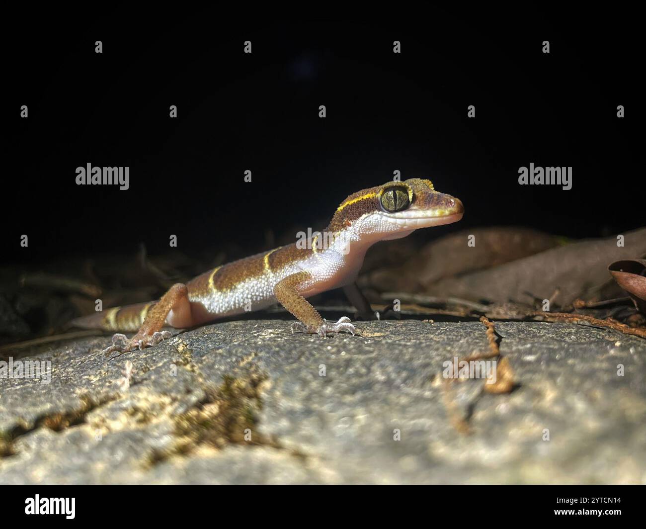 Cyrtodactylus albofasciatus hi-res stock photography and images - Alamy