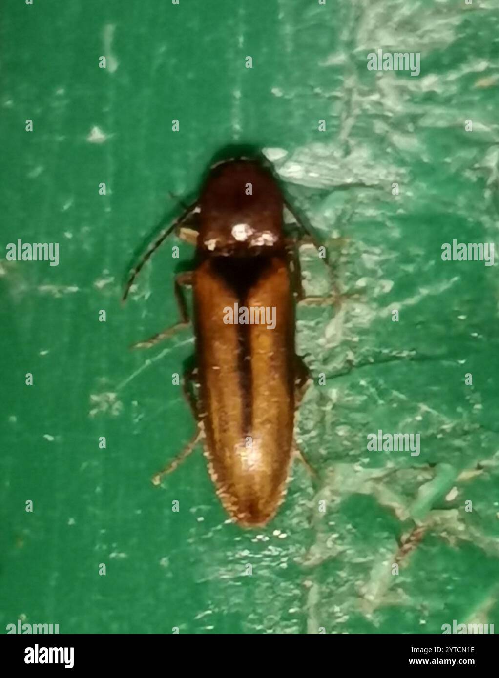 margined click beetle (Dalopius marginatus Stock Photo - Alamy