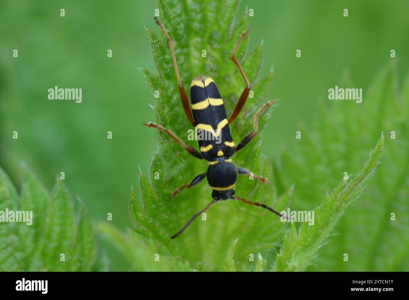 Wasp Beetle (Clytus arietis Stock Photo - Alamy