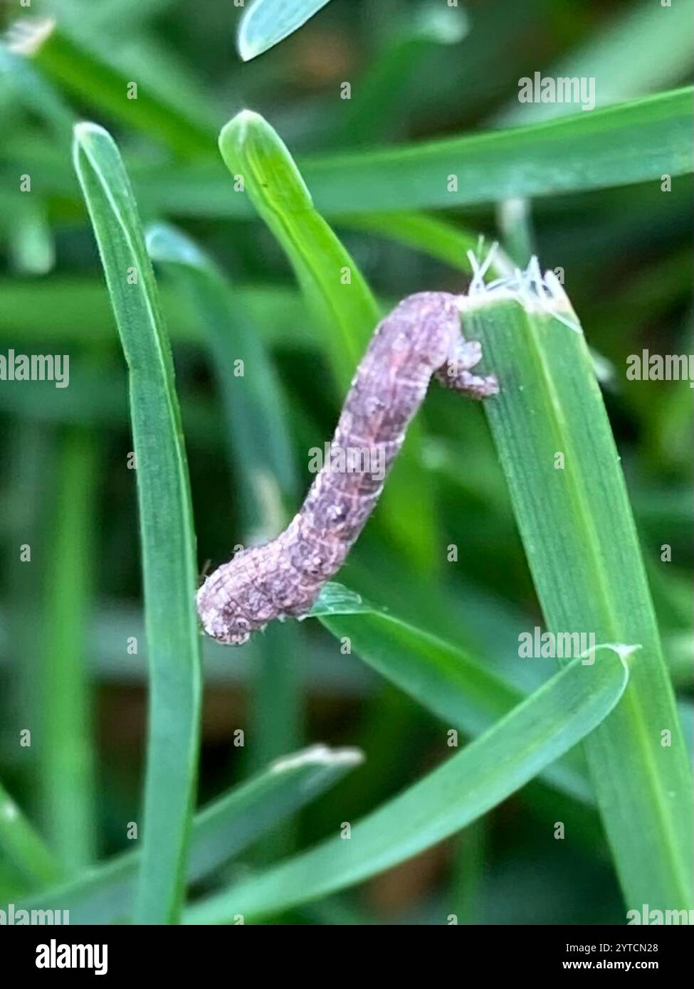 Gem Moth (Orthonama obstipata Stock Photo - Alamy