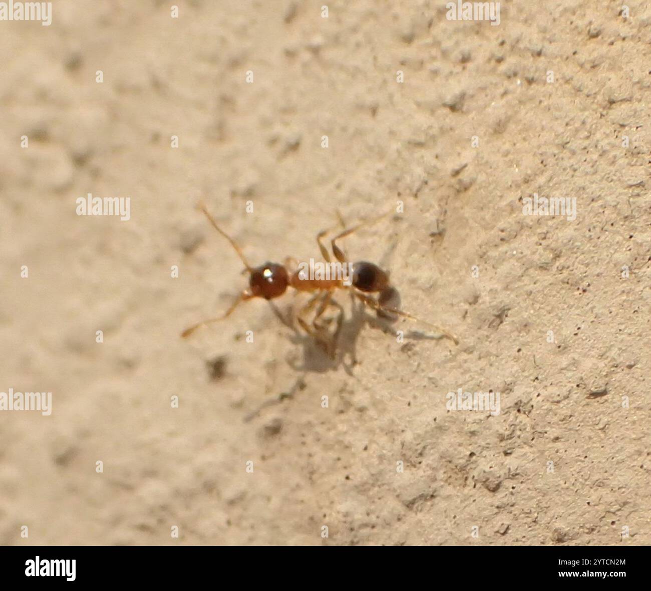 African Big-headed Ant (Pheidole megacephala Stock Photo - Alamy