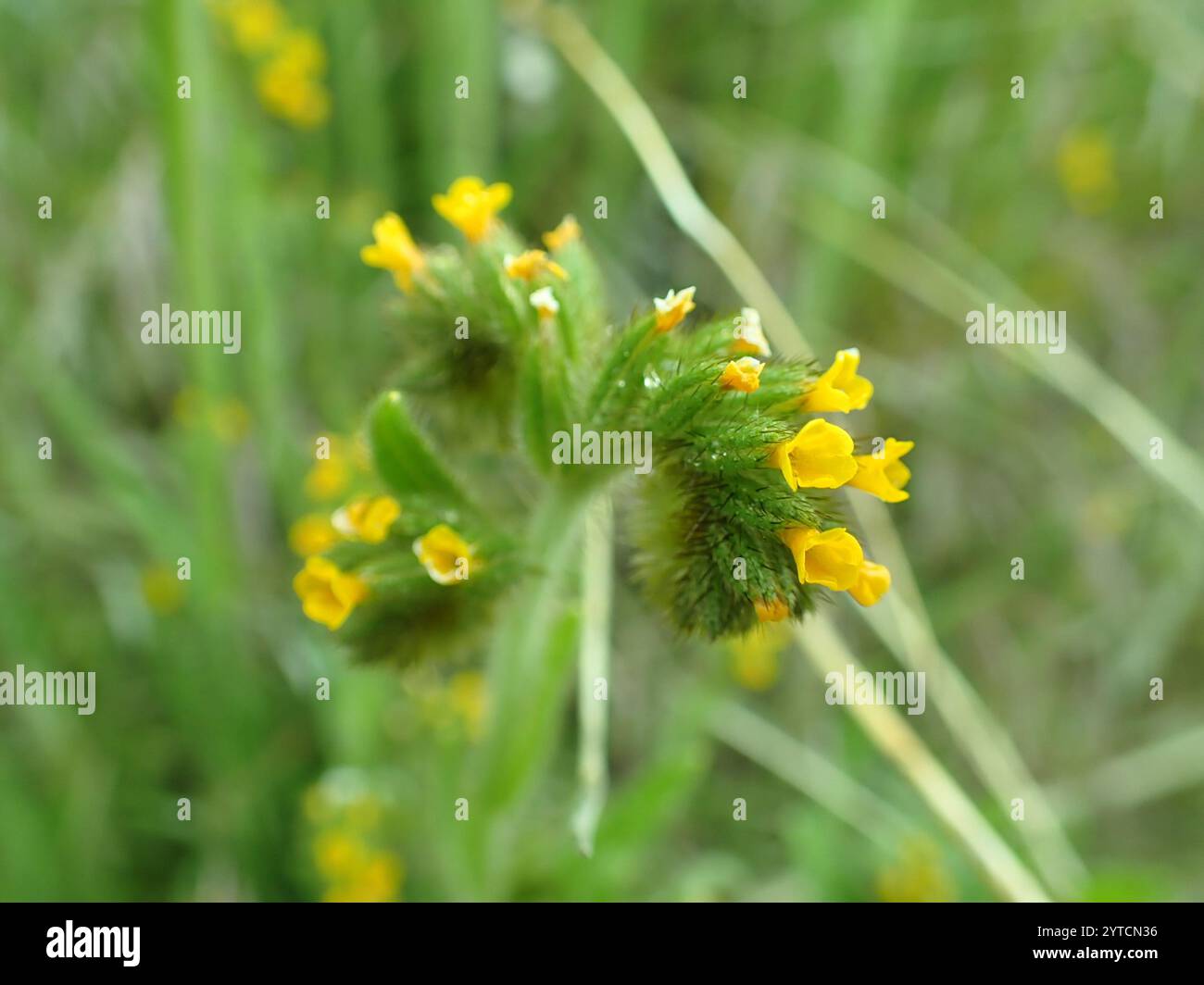Common Fiddleneck (Amsinckia menziesii Stock Photo - Alamy