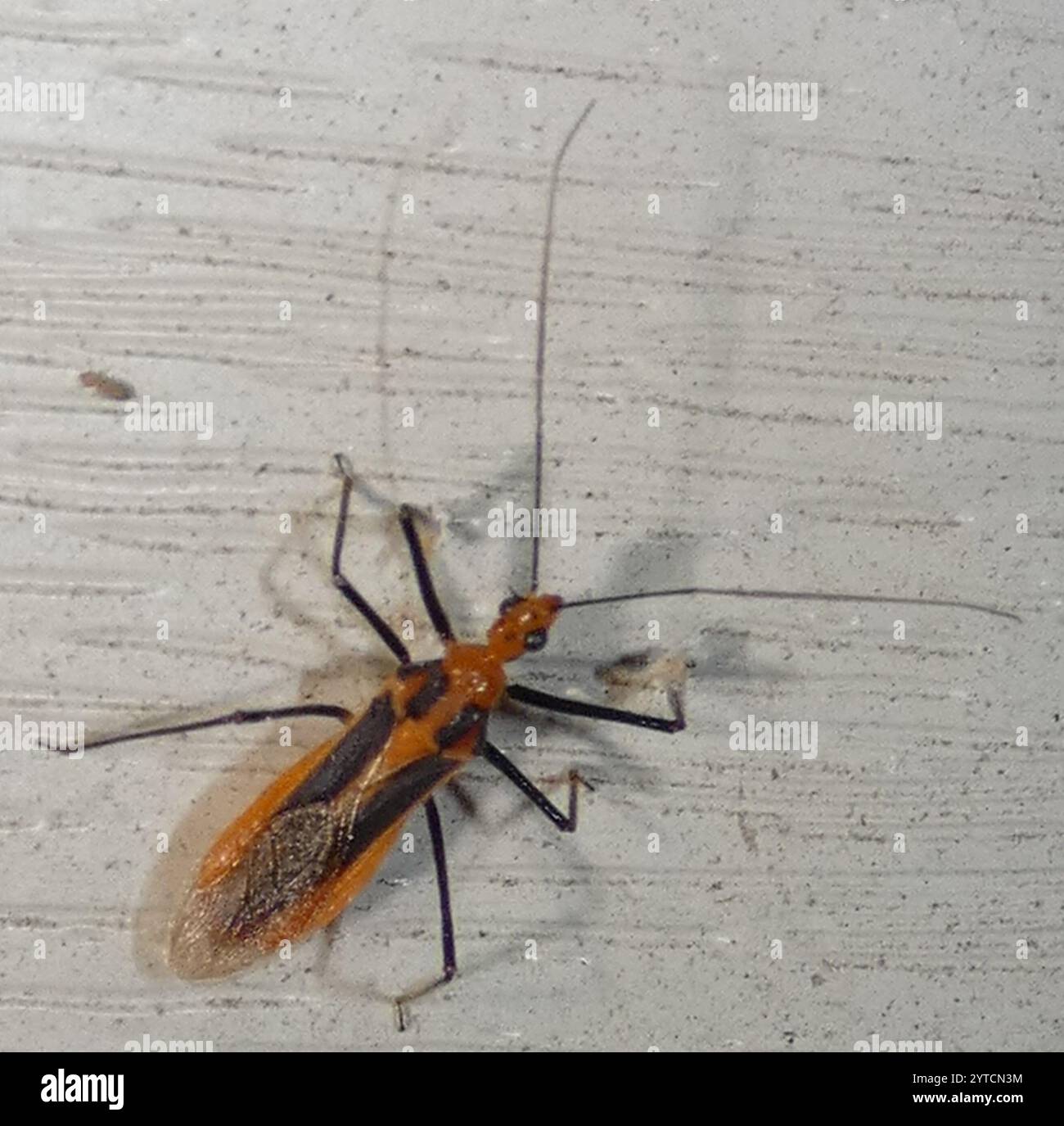 Red bull assassin hi-res stock photography and images - Alamy