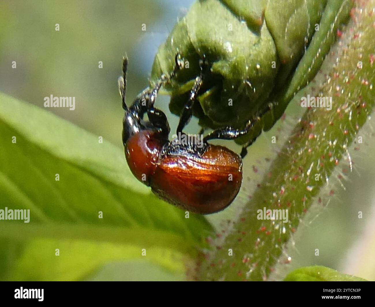 Leaf-rolling Weevils (Attelabidae Stock Photo - Alamy