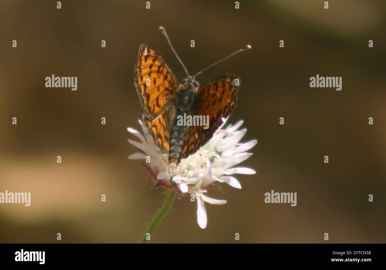 Lesser Spotted Fritillary (Melitaea trivia Stock Photo - Alamy