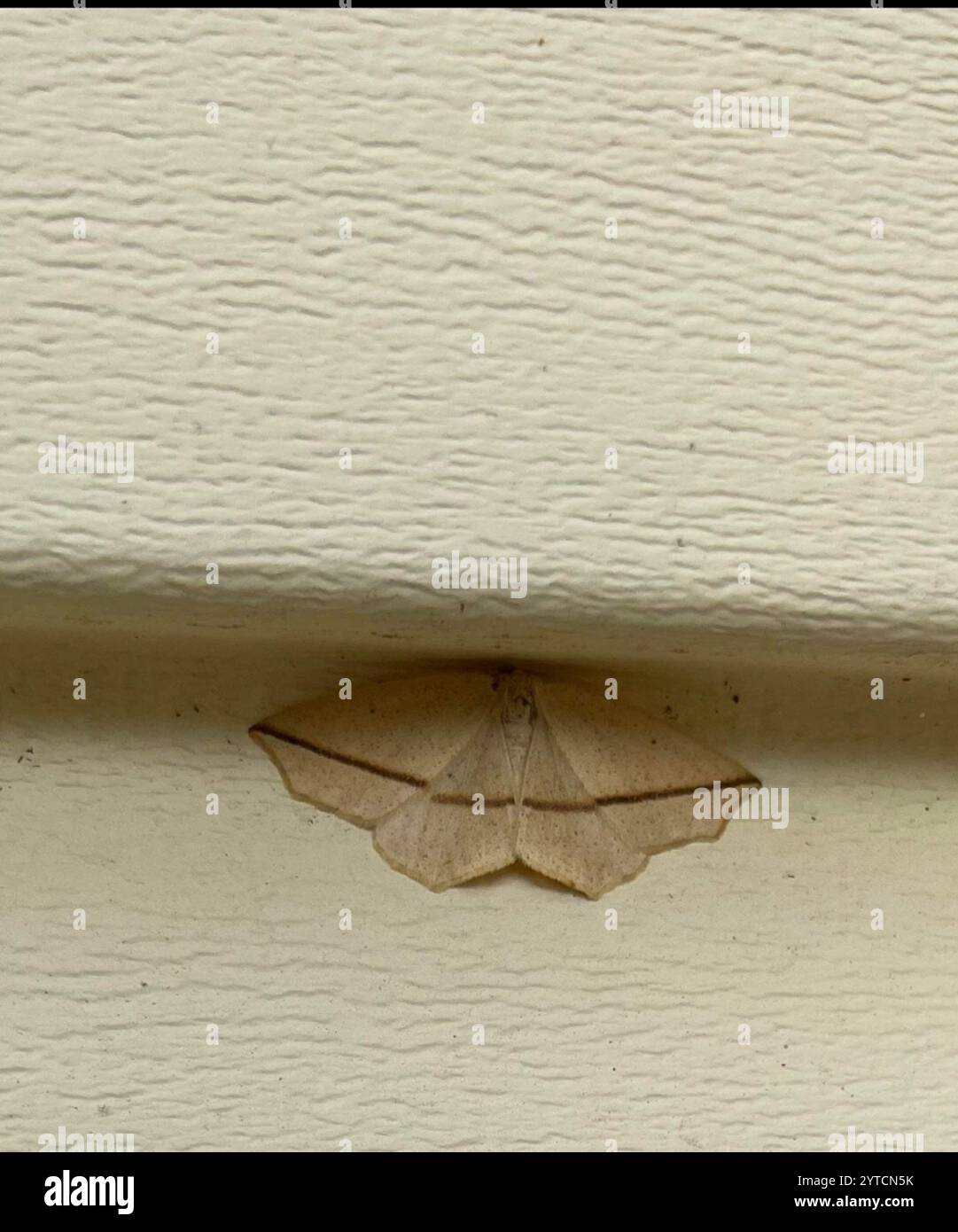 Yellow Slant-line (Tetracis crocallata Stock Photo - Alamy