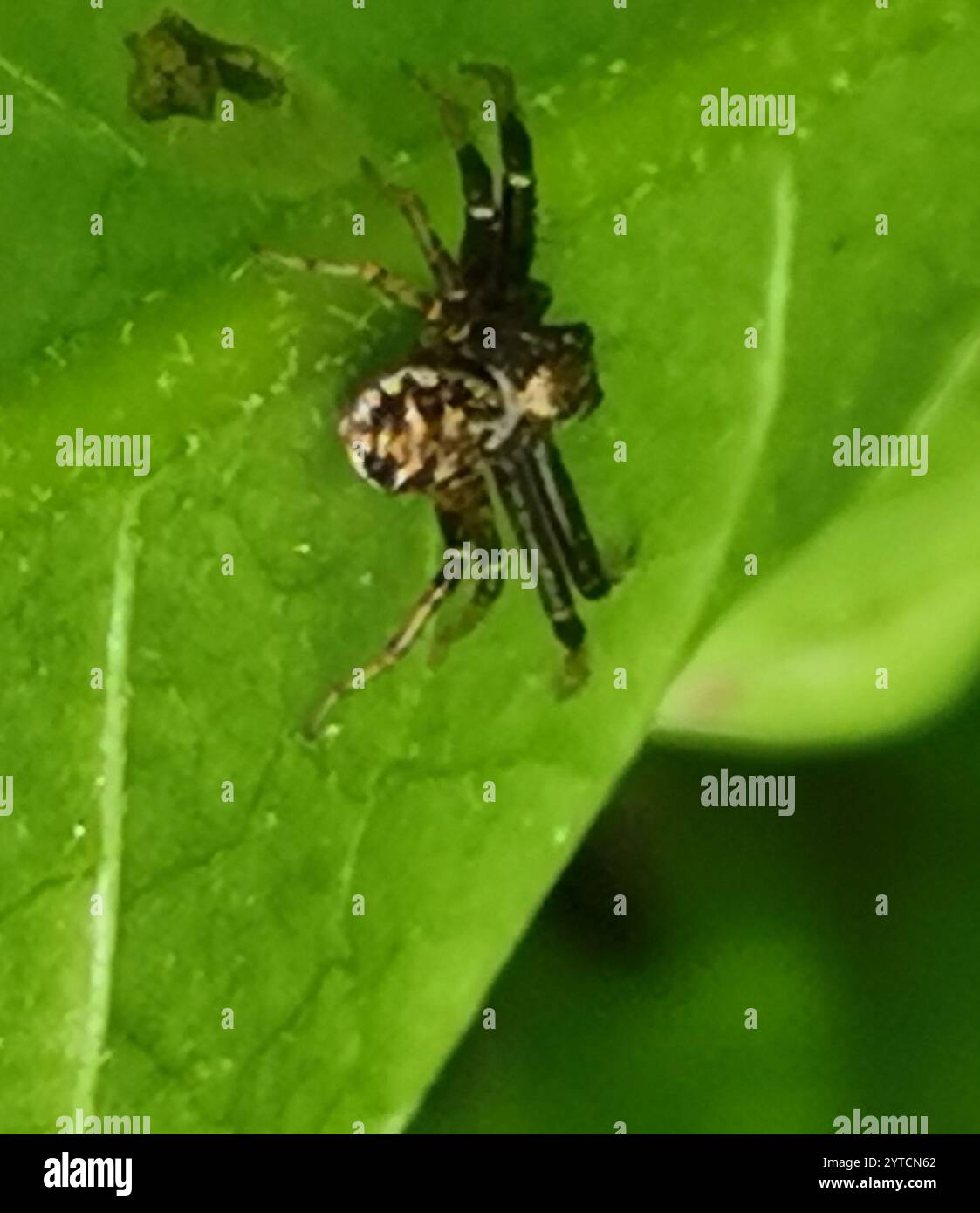 Crab Spiders (Thomisidae Stock Photo - Alamy