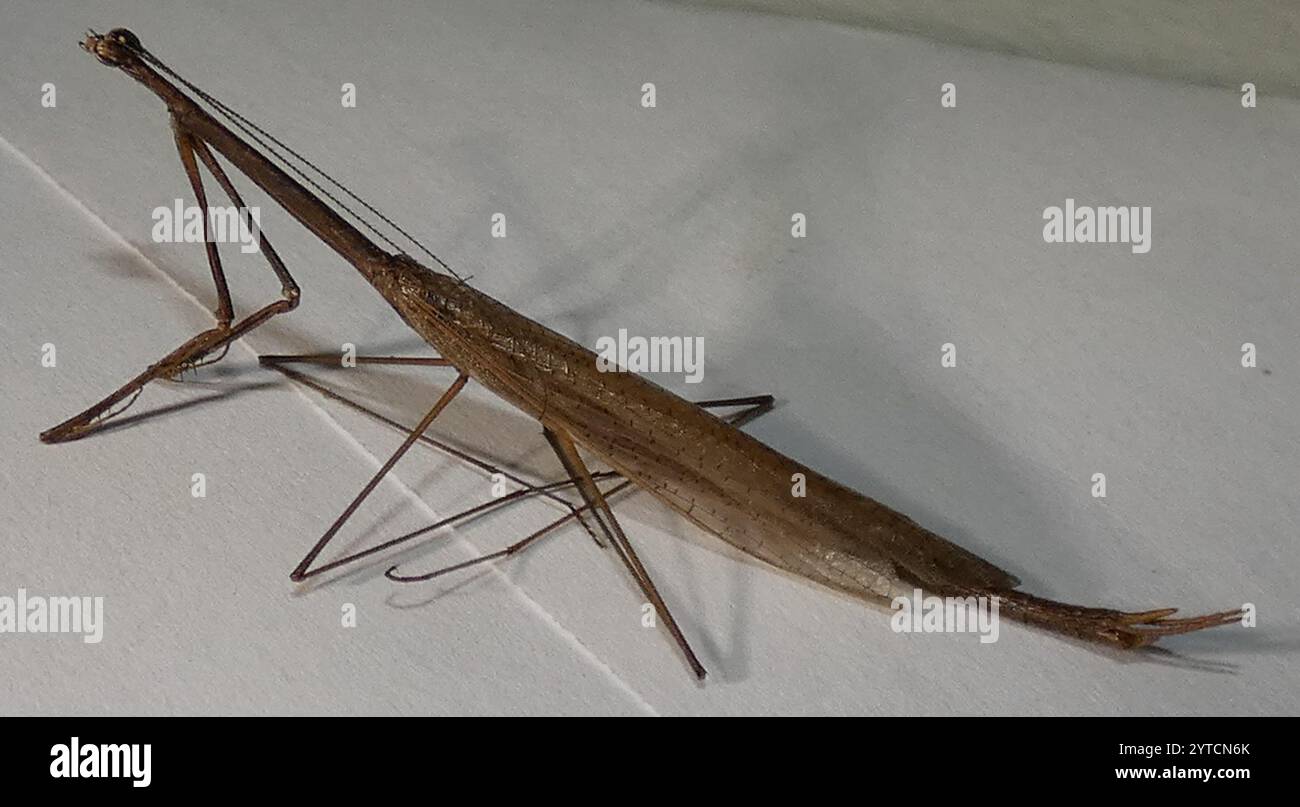 American Grass Mantis (Thesprotia graminis Stock Photo - Alamy
