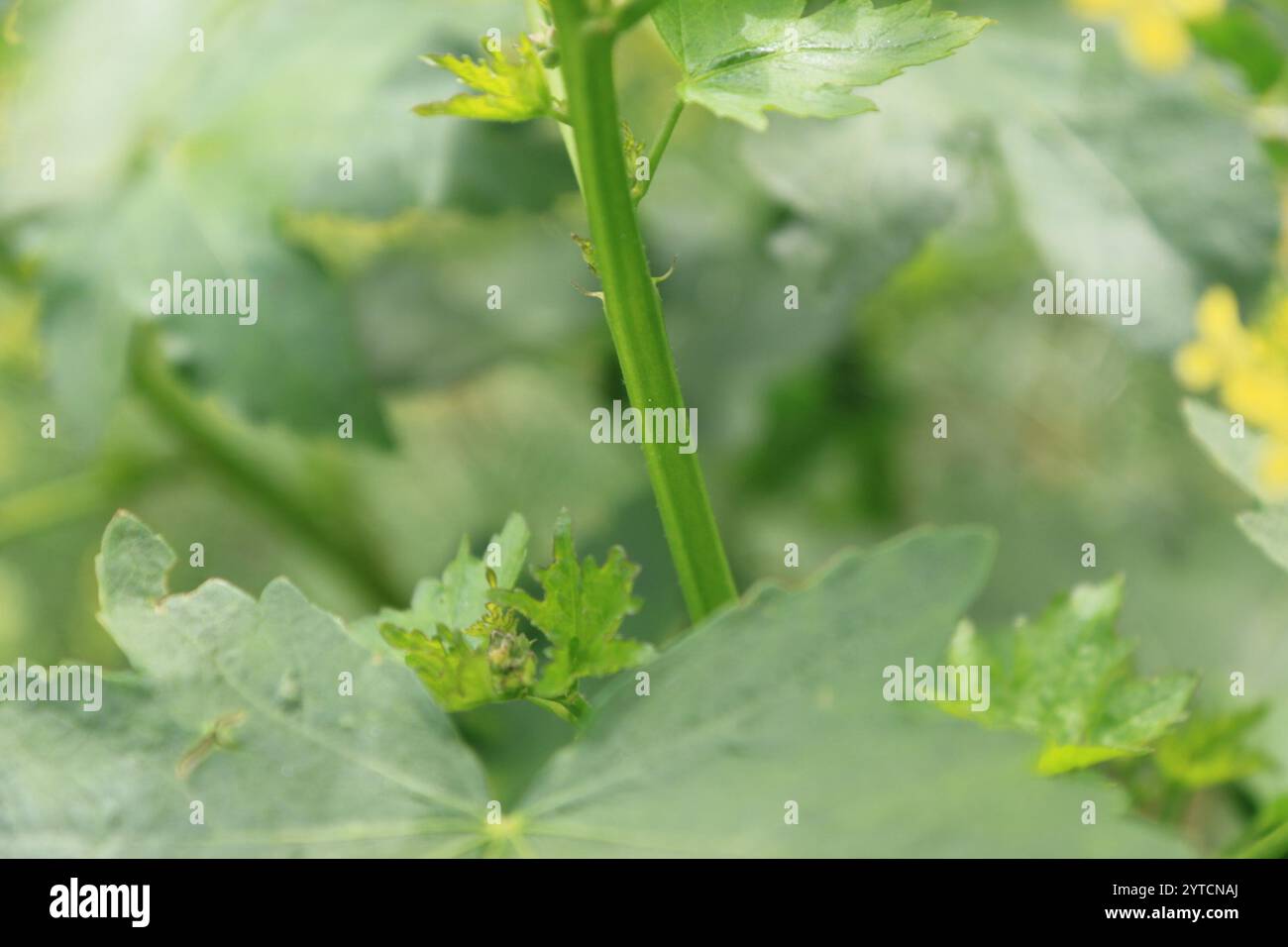 wild hollyhocks (Iliamna Stock Photo - Alamy