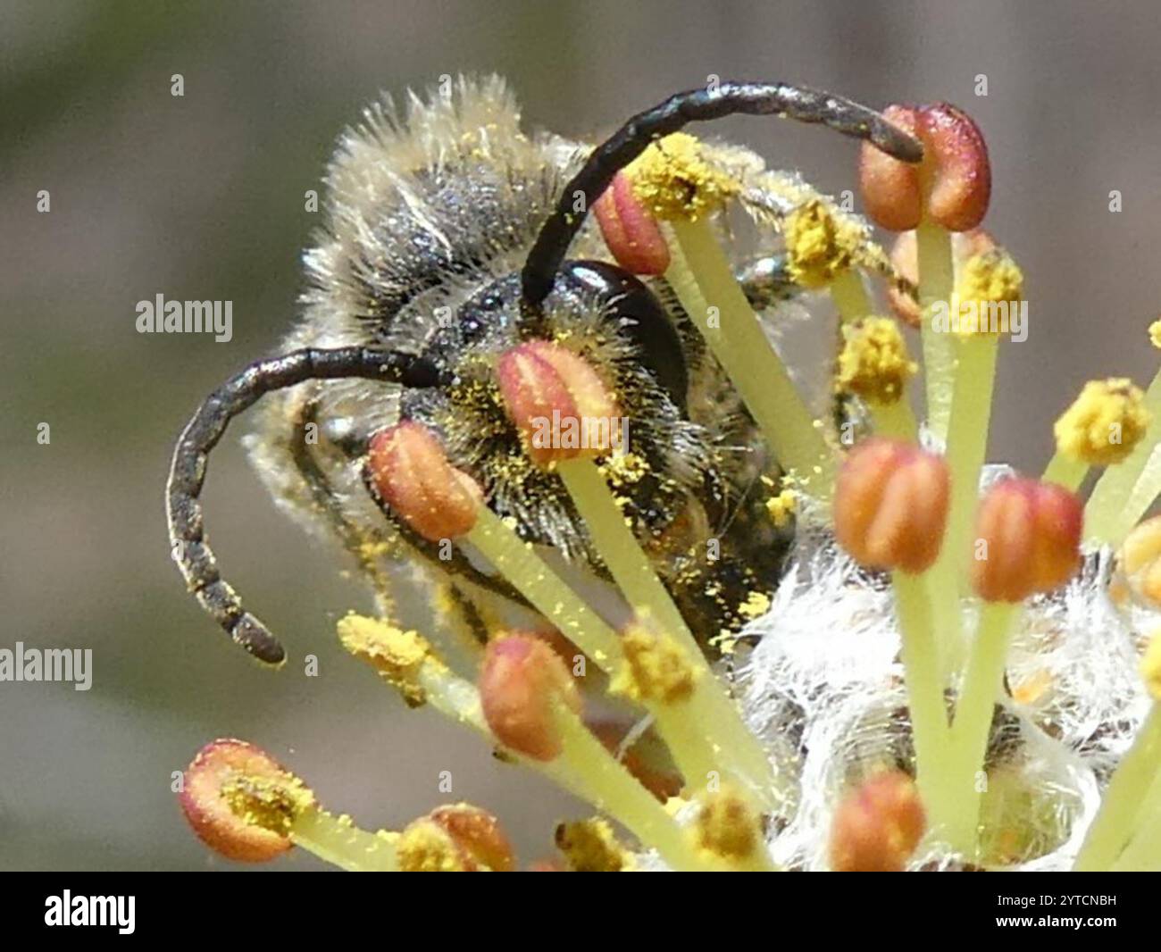 Mining Bees (Andrena Stock Photo - Alamy