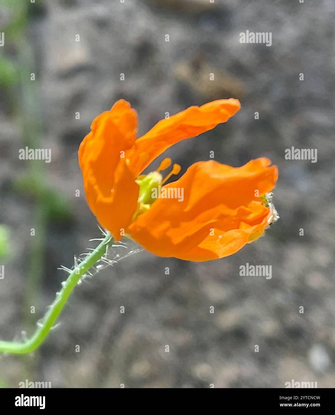 fire poppy (Papaver californicum Stock Photo - Alamy