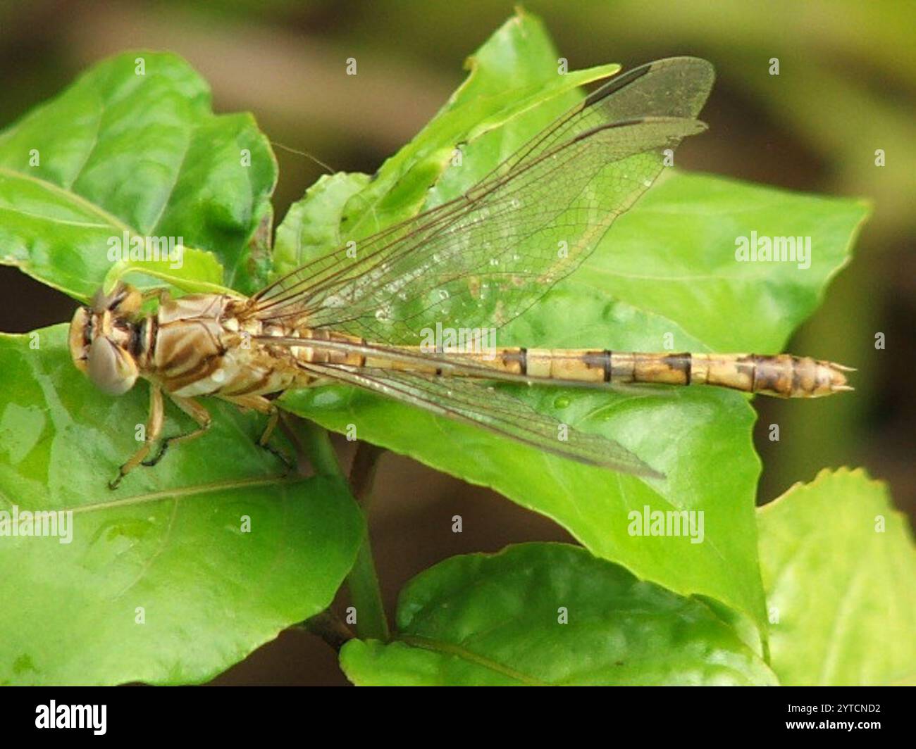 Clubbed Talontail (Crenigomphus hartmanni Stock Photo - Alamy