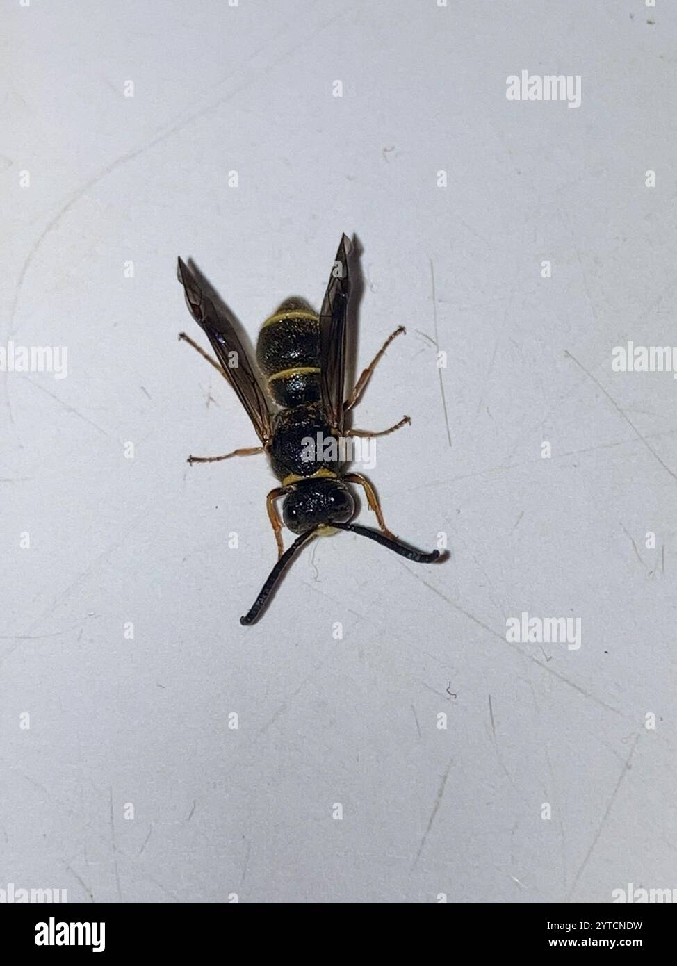 Smiling Mason Wasp (Ancistrocerus campestris Stock Photo - Alamy